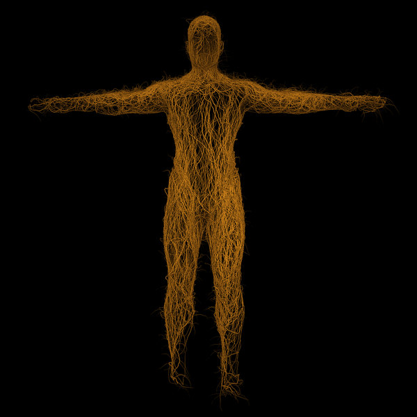 Human Body 3D Models for Download | TurboSquid
