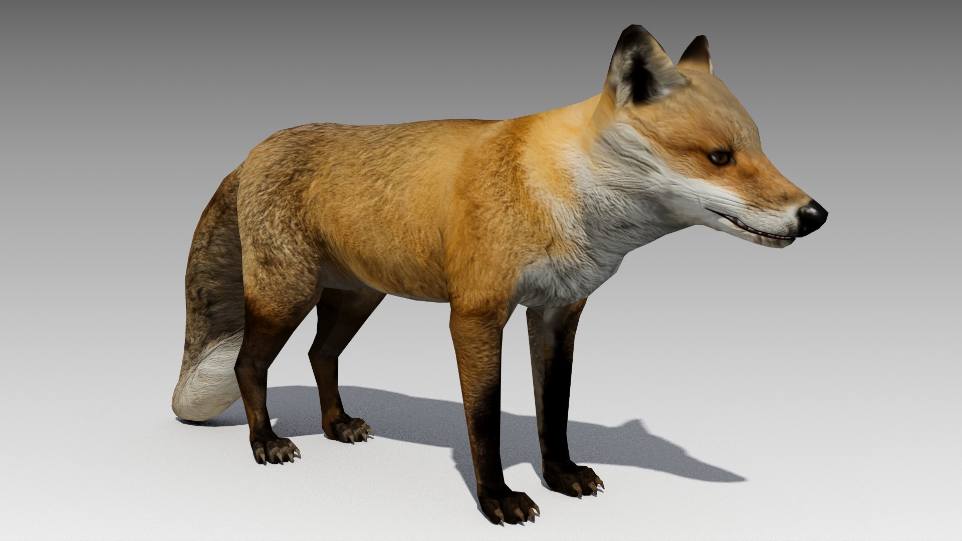 3d red fox animations