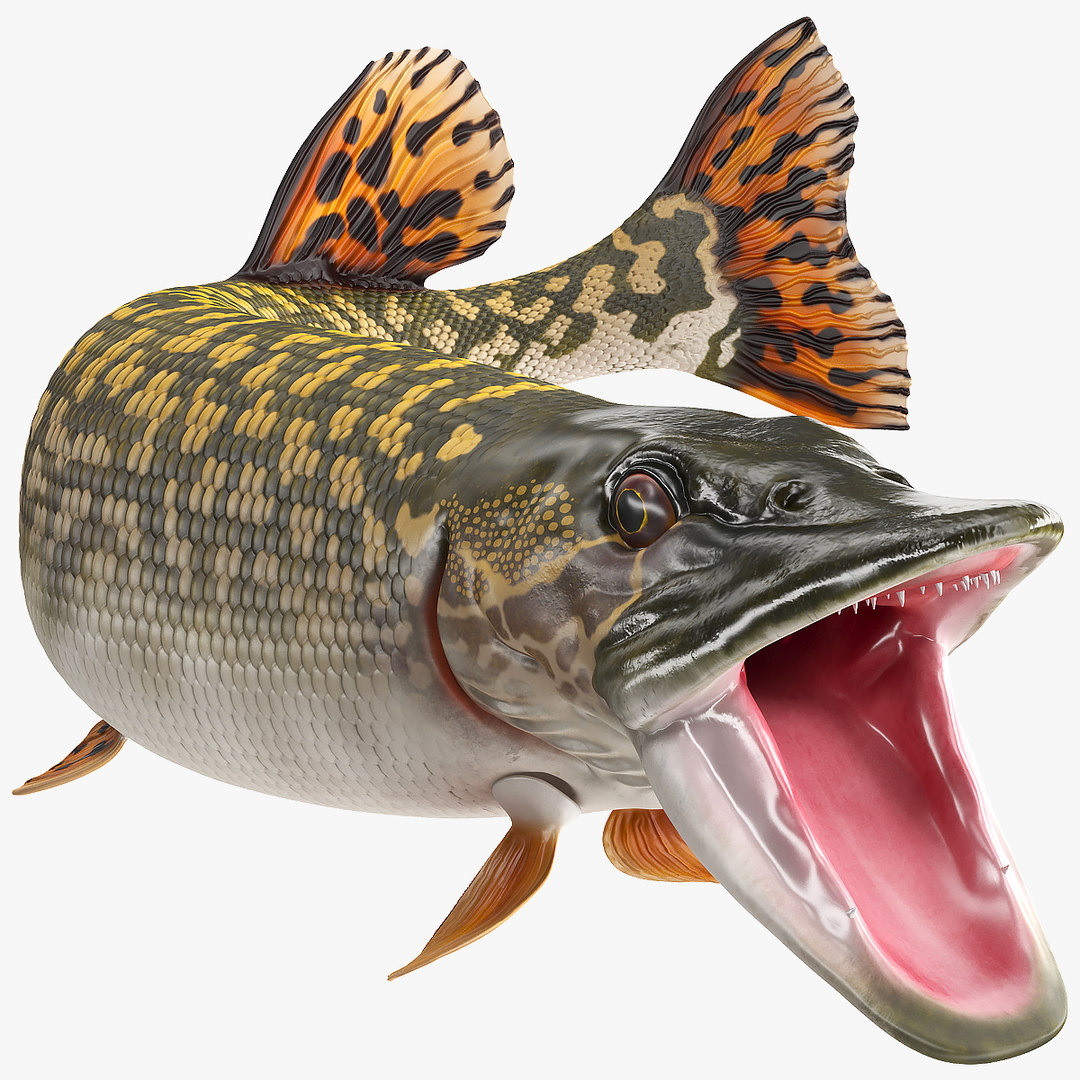 Pike fish rigged 3D model - TurboSquid 1600132