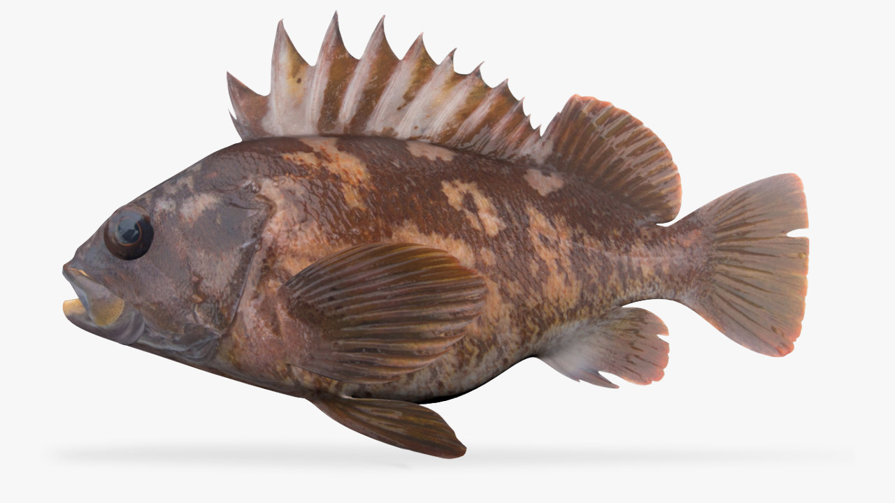 Gopher rockfish fish 3D model - TurboSquid 1600216