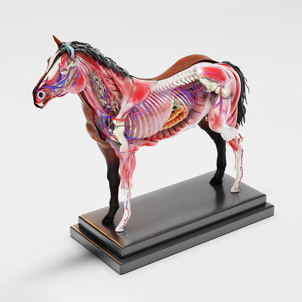 Horse Skeleton 3D Models for Download | TurboSquid