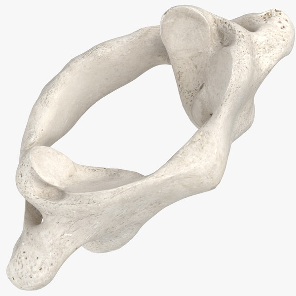 Cervical vertebrae c1 atlas 3D model - TurboSquid 1600279
