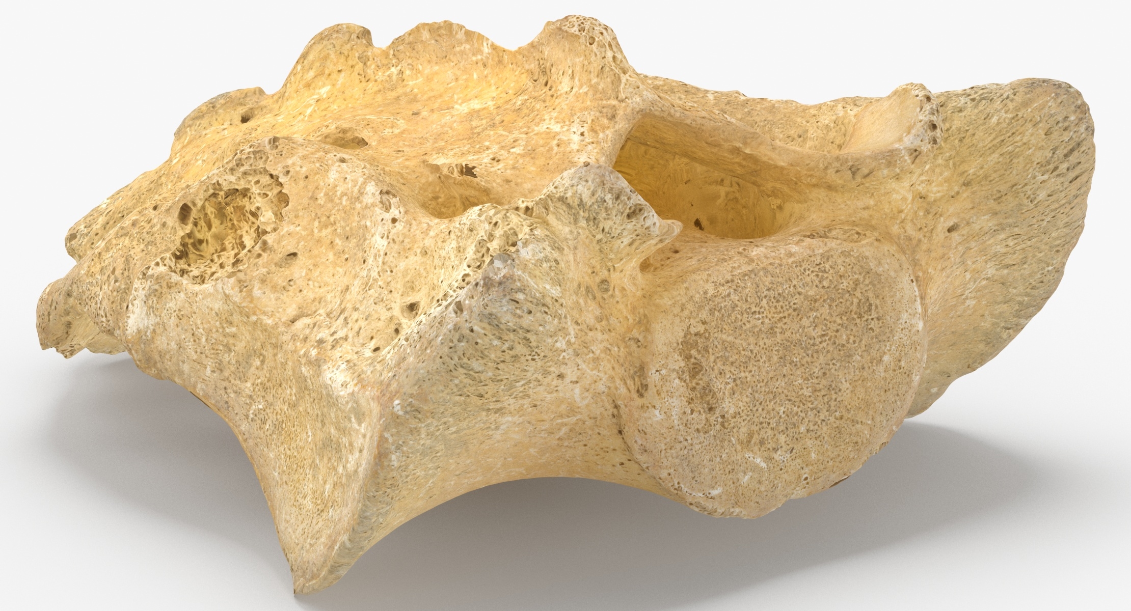 Real Sacrum Vertebrae S1 a S5 Modelo 3D - TurboSquid 1590942