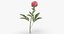 Peony 3D model - TurboSquid 1600816
