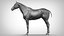 Horse anatomy eqine ecorche 3D model - TurboSquid 1601306