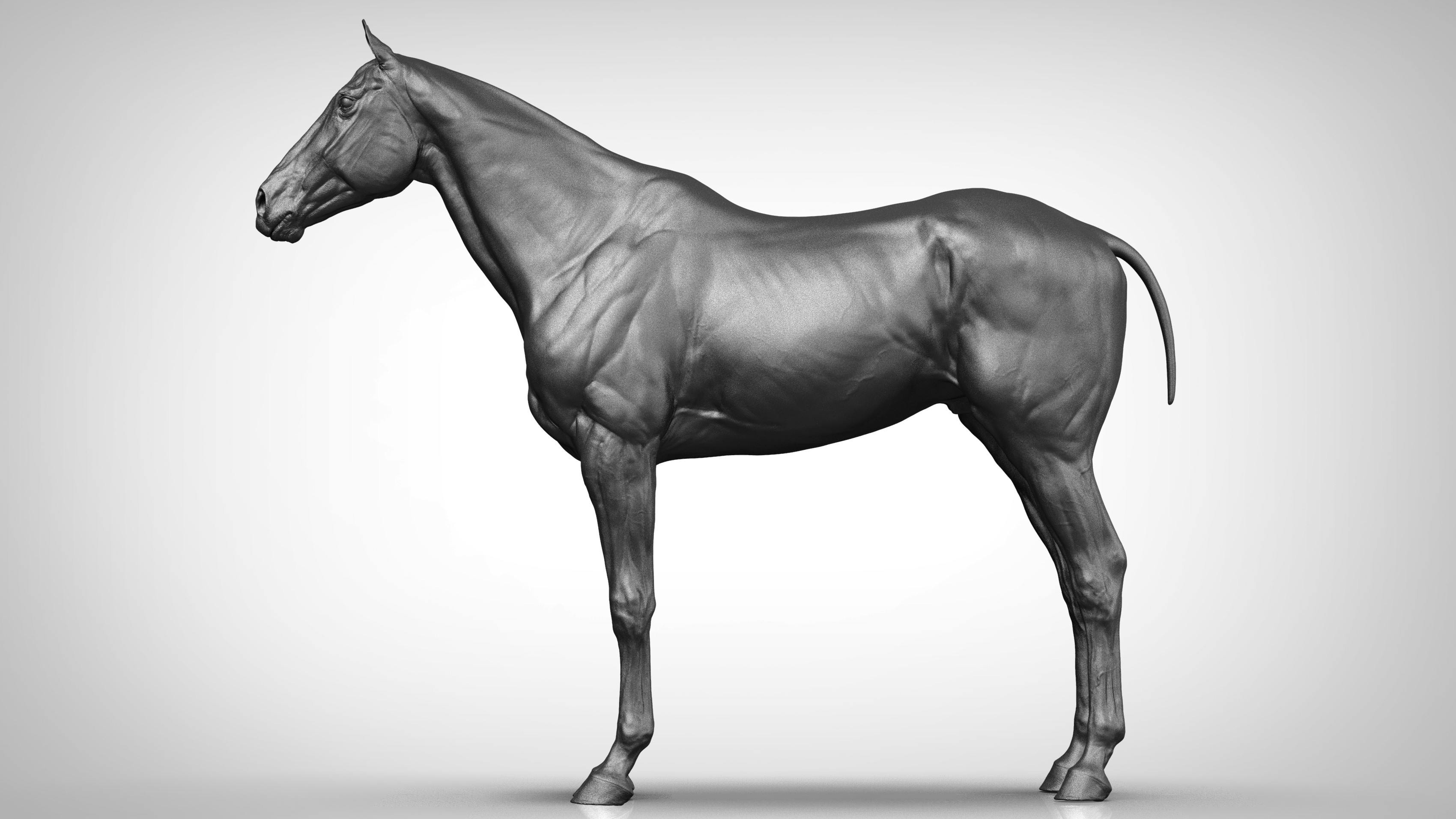 Horse anatomy eqine ecorche 3D model - TurboSquid 1601306