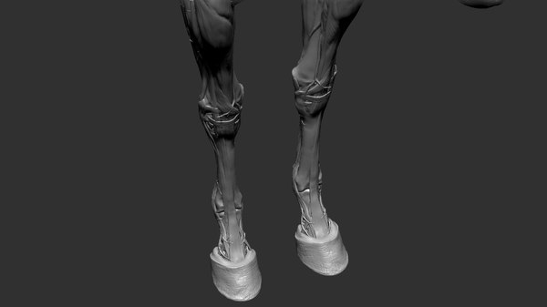 Horse anatomy eqine ecorche 3D model - TurboSquid 1601306