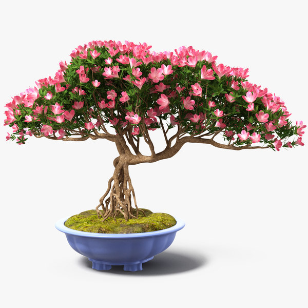 sakura bonsai tree 3d max