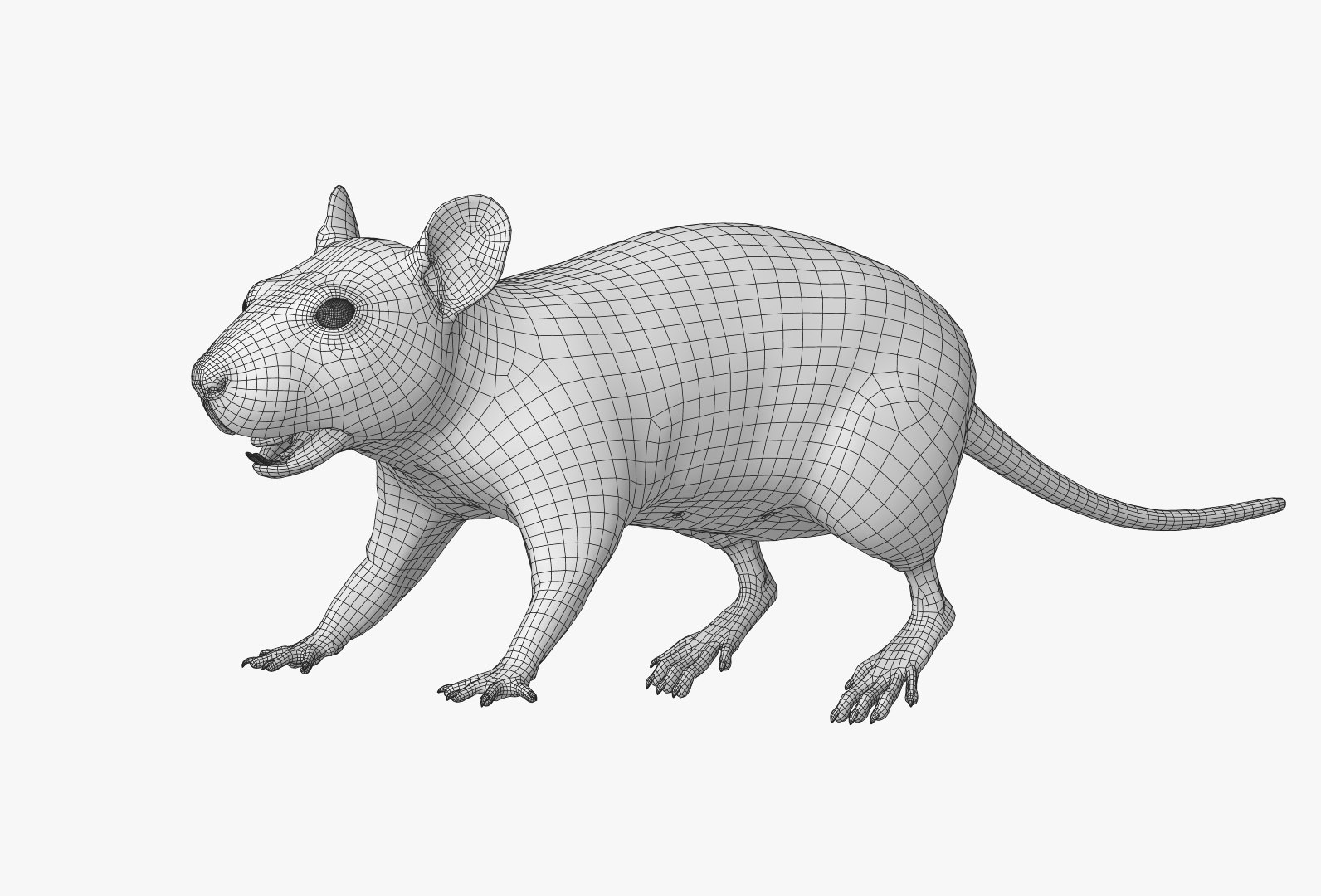 Rat mesh 3D - TurboSquid 1601742