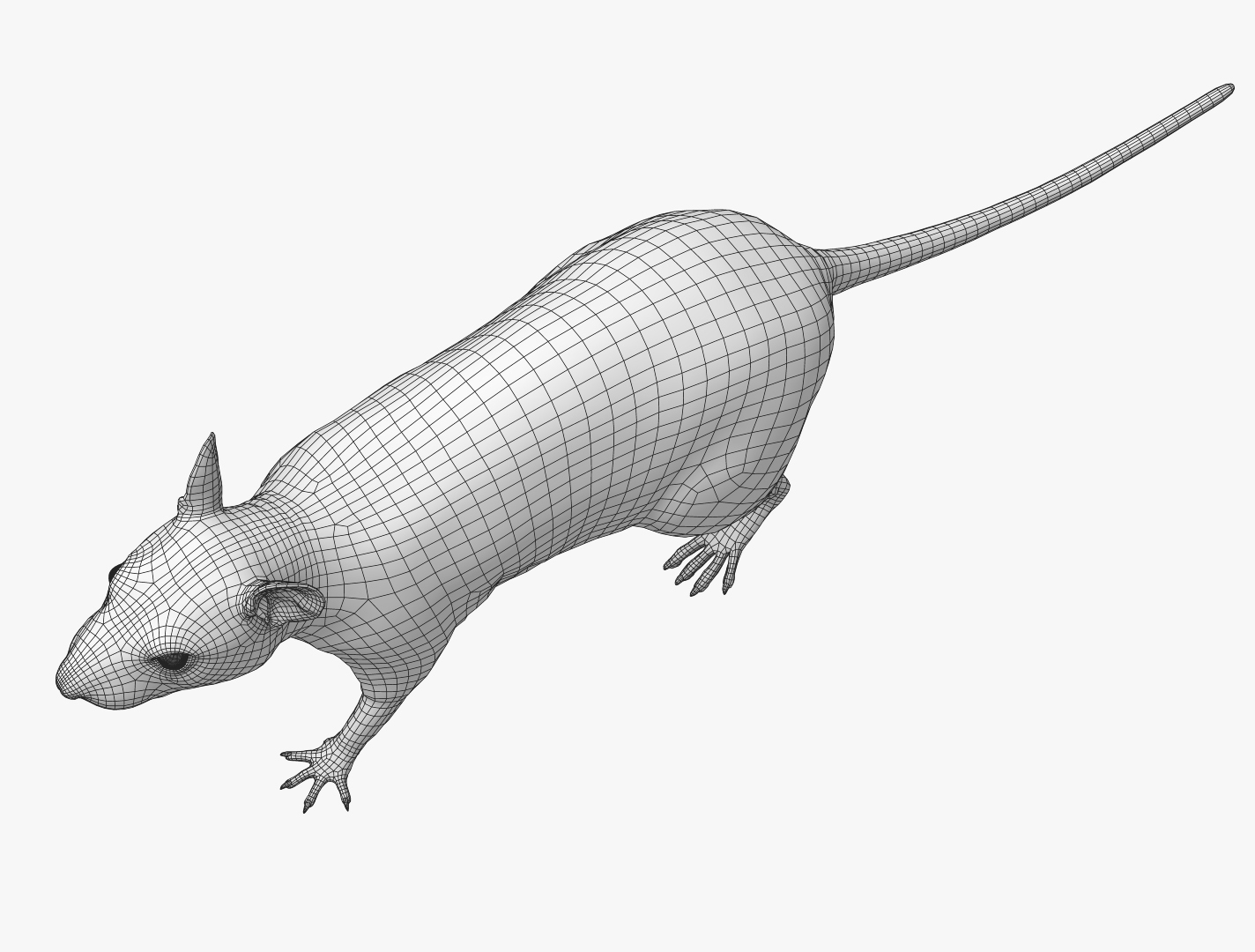 Rat mesh 3D - TurboSquid 1601742
