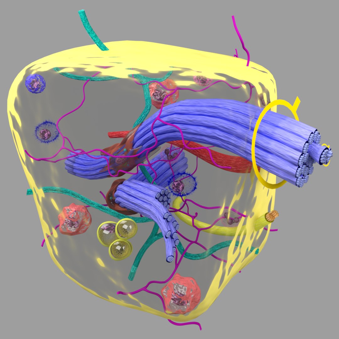 3D connective tissue elements labelled - TurboSquid 1602188
