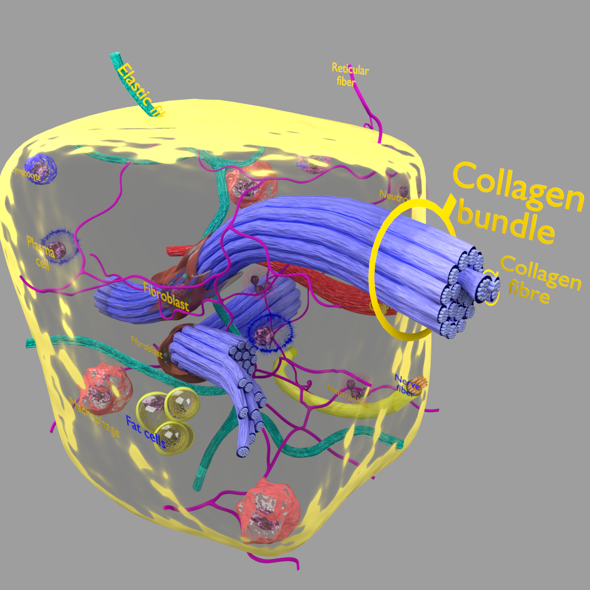 3D connective tissue elements labelled - TurboSquid 1602188