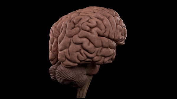 Anatomy brain pack cerebellum 3D model - TurboSquid 1602443