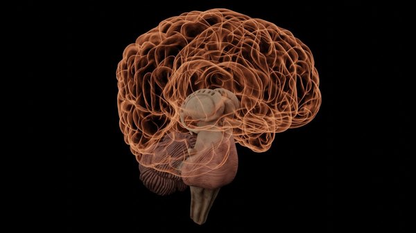 3d lwo structures brain