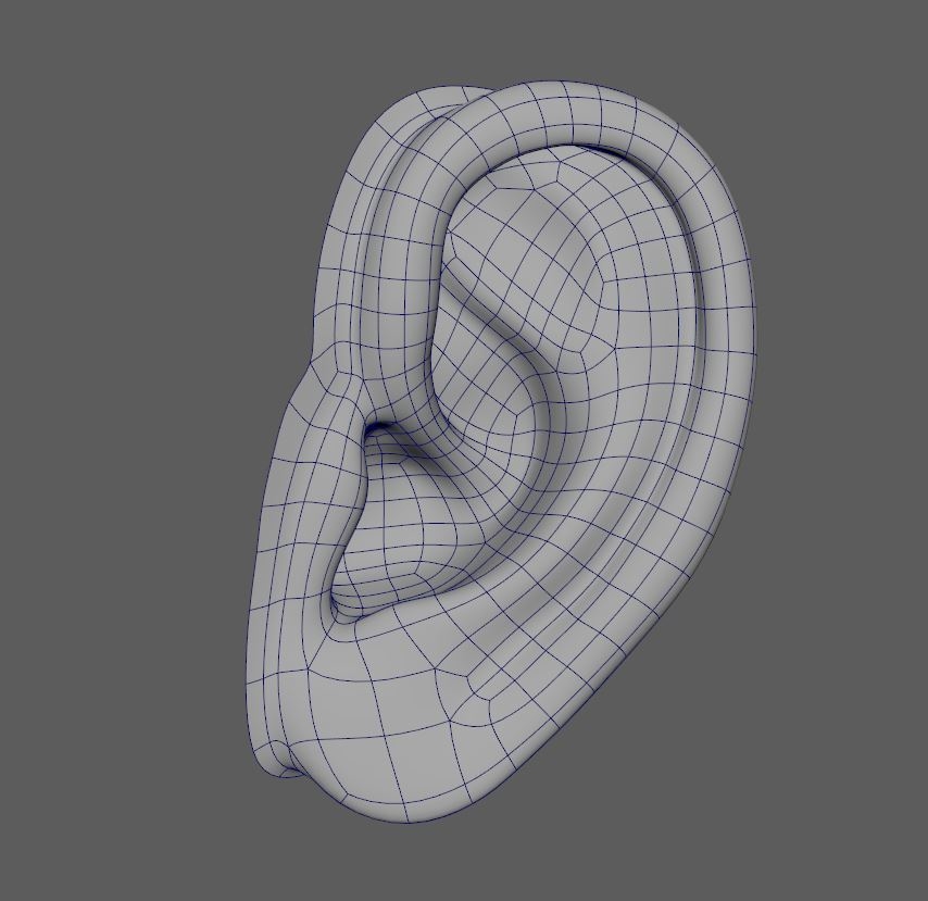 3D model anatomically ear - TurboSquid 1603365