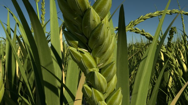 Rice plant 3D model - TurboSquid 1603545