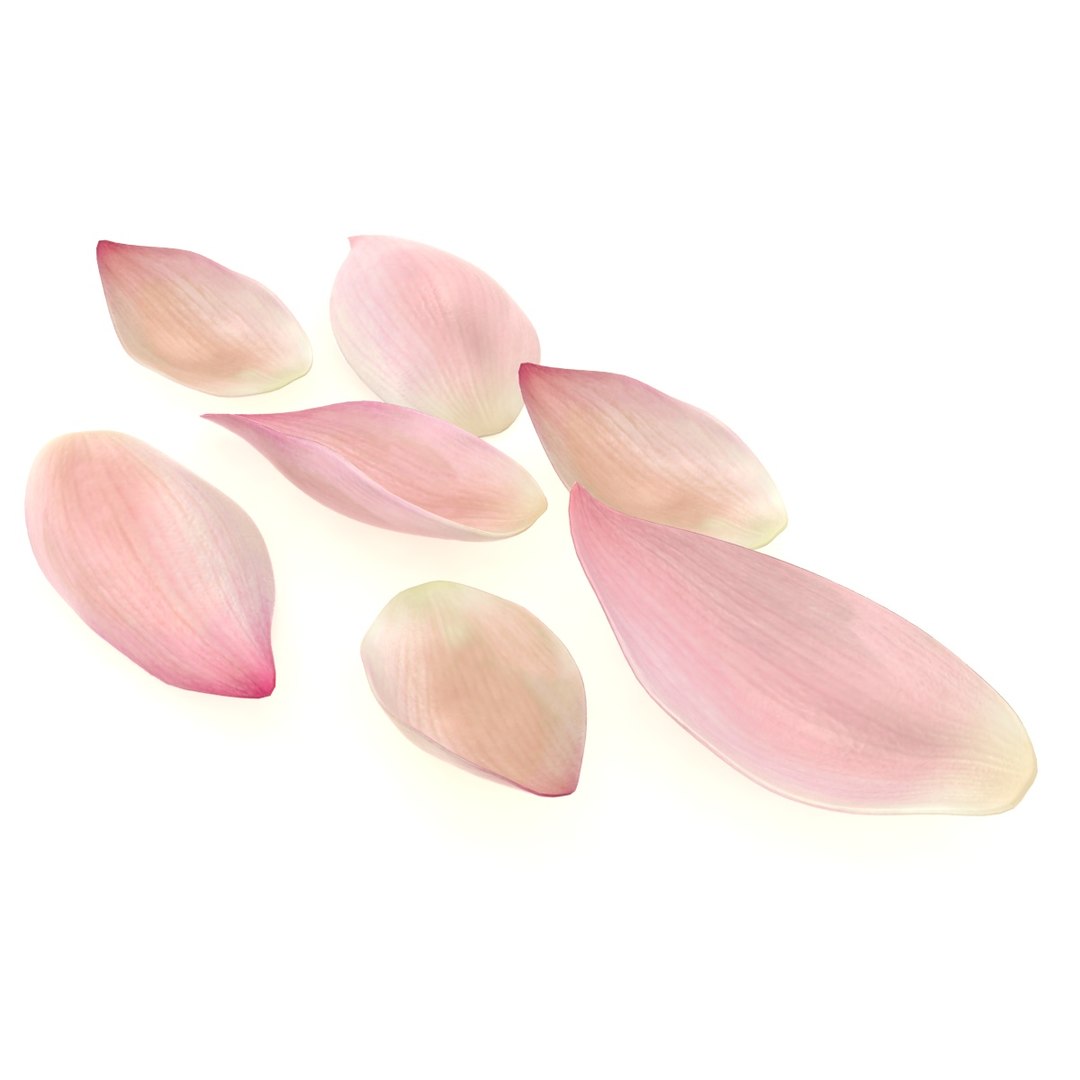 3D model flower petal s - TurboSquid 1604590