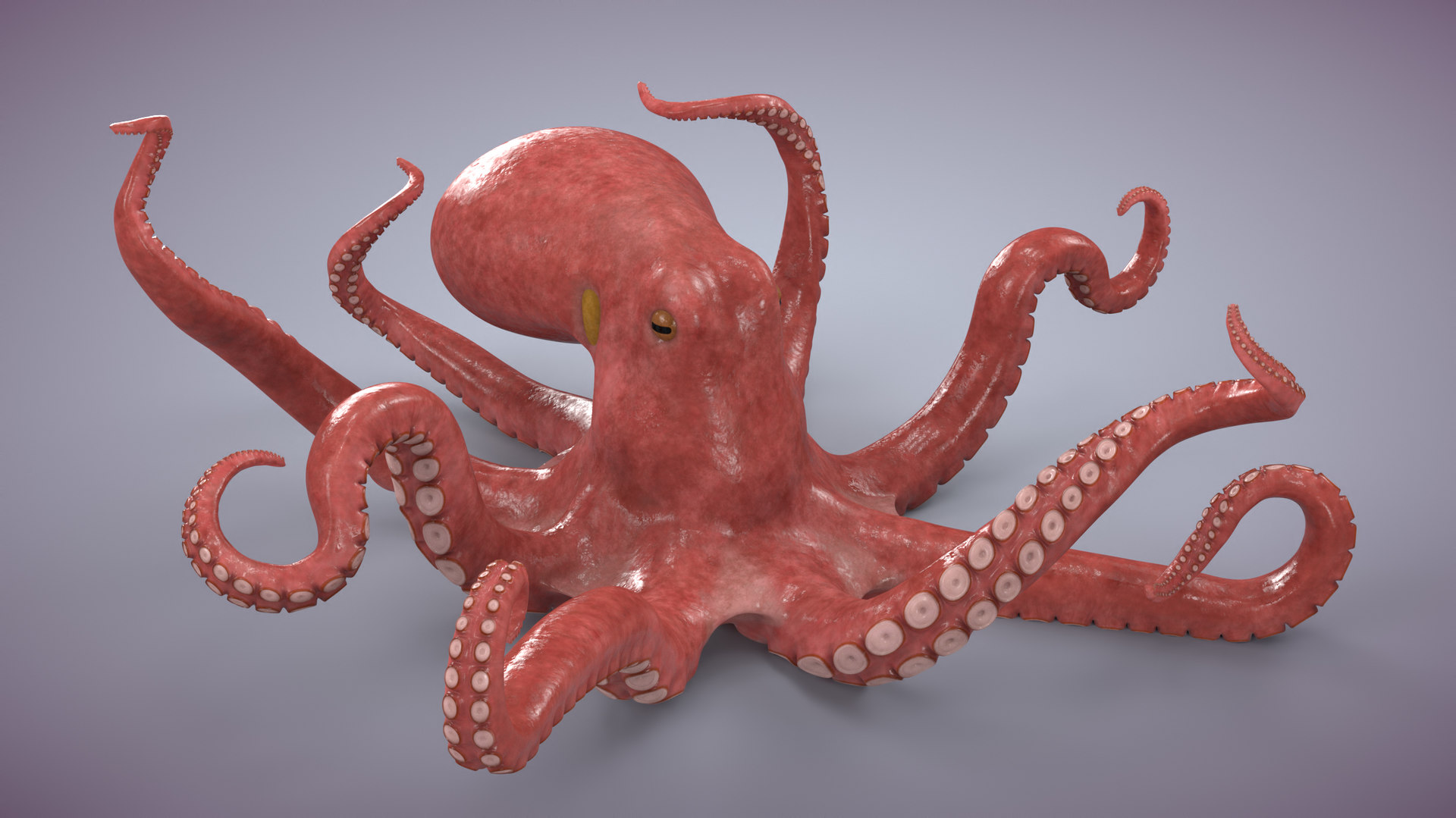 3D octopus rigged animation - TurboSquid 1605011
