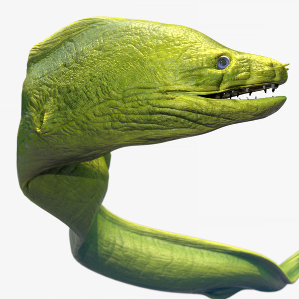 realistic green moray eel 3d model