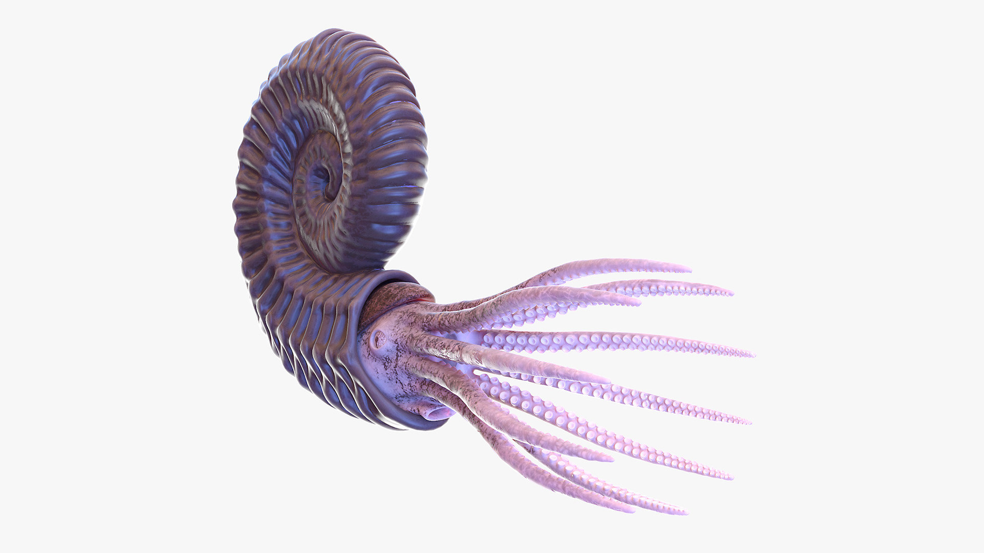 Ammonite shell tentacle 3D - TurboSquid 1605327