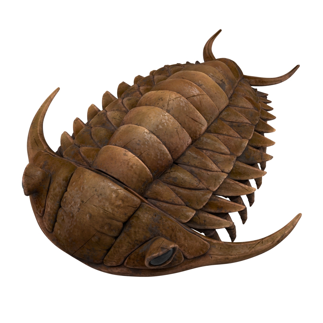 삼엽충 (Rigged) 3D 모델 - TurboSquid 1456670