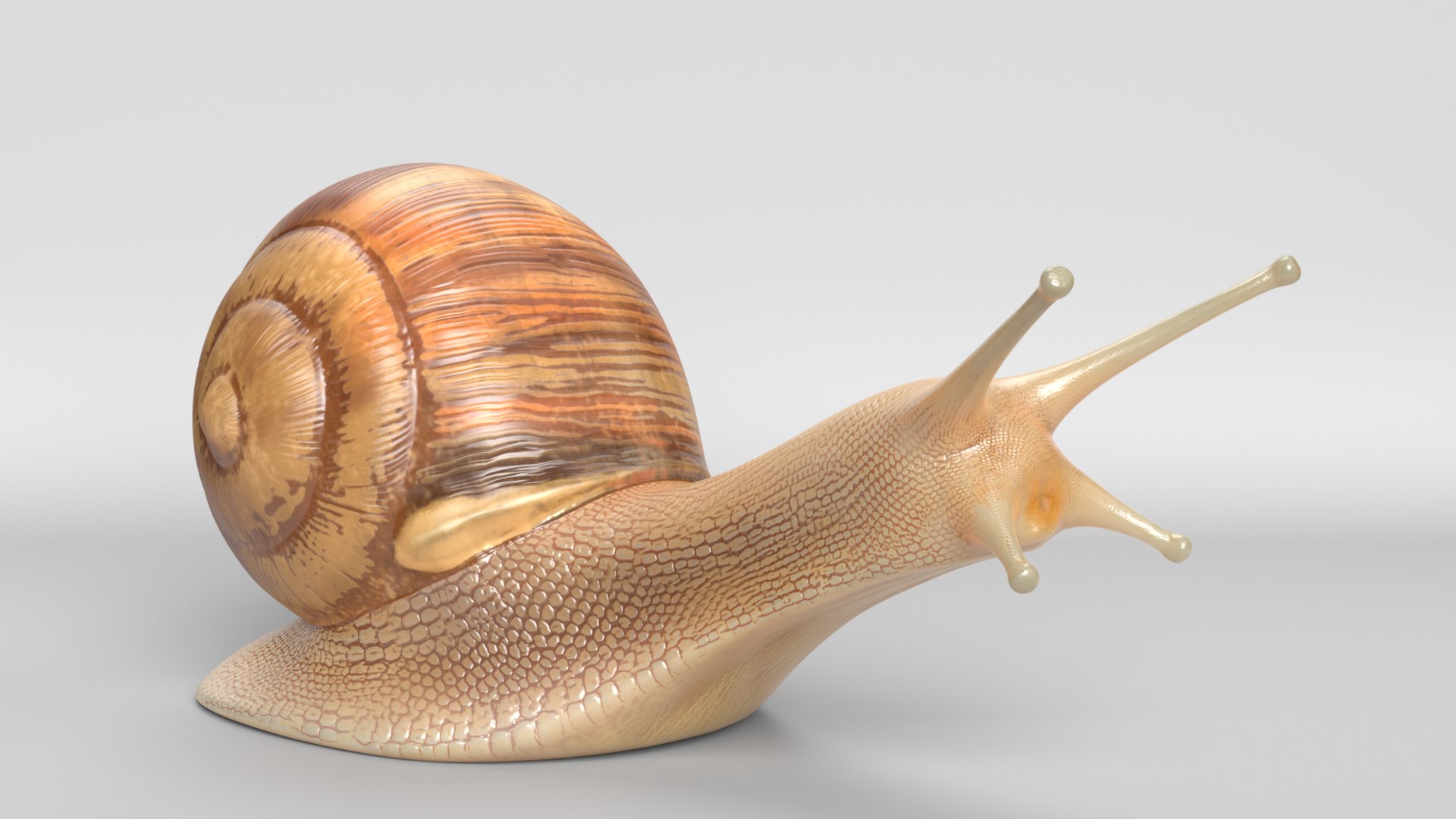 Snail nature animal 3D model - TurboSquid 1605465