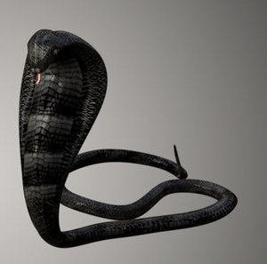 Cobra 3D Models for Download | TurboSquid
