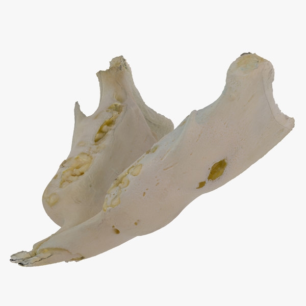 modelo 3d Real Crested Puercoespín Hystrix Cristata Skull 01 RAW SCAN ...