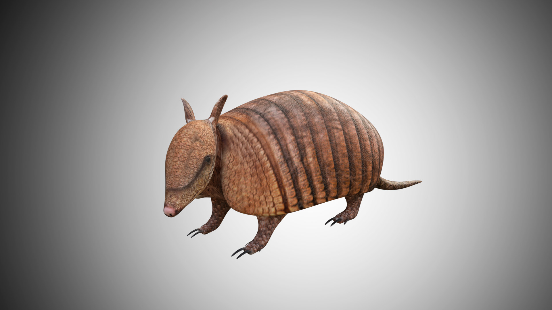 modelo 3d Armadillo realista Low Poly aparejado - TurboSquid 1606254