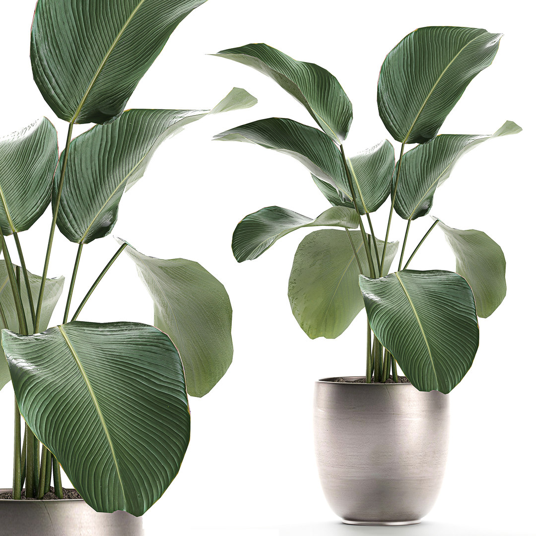 3D calathea lutea pot model - TurboSquid 1606577
