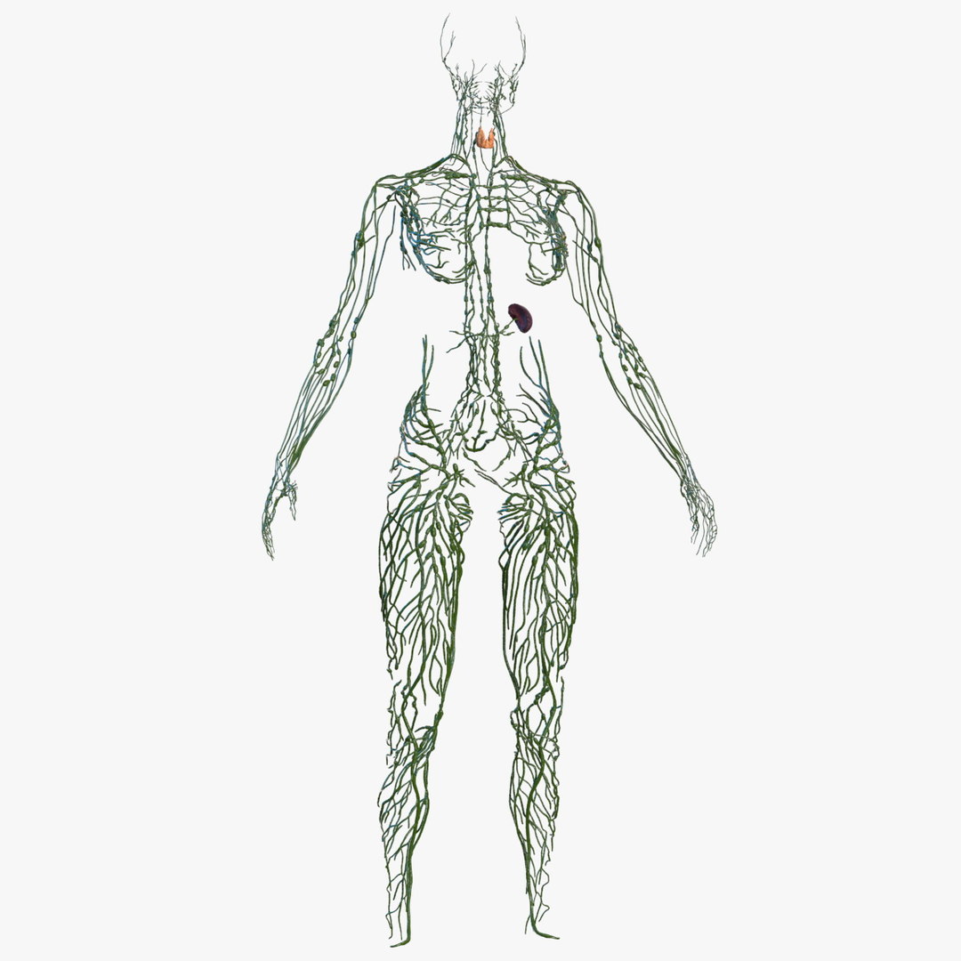 3D model female lymphatic anatomy - TurboSquid 1606765