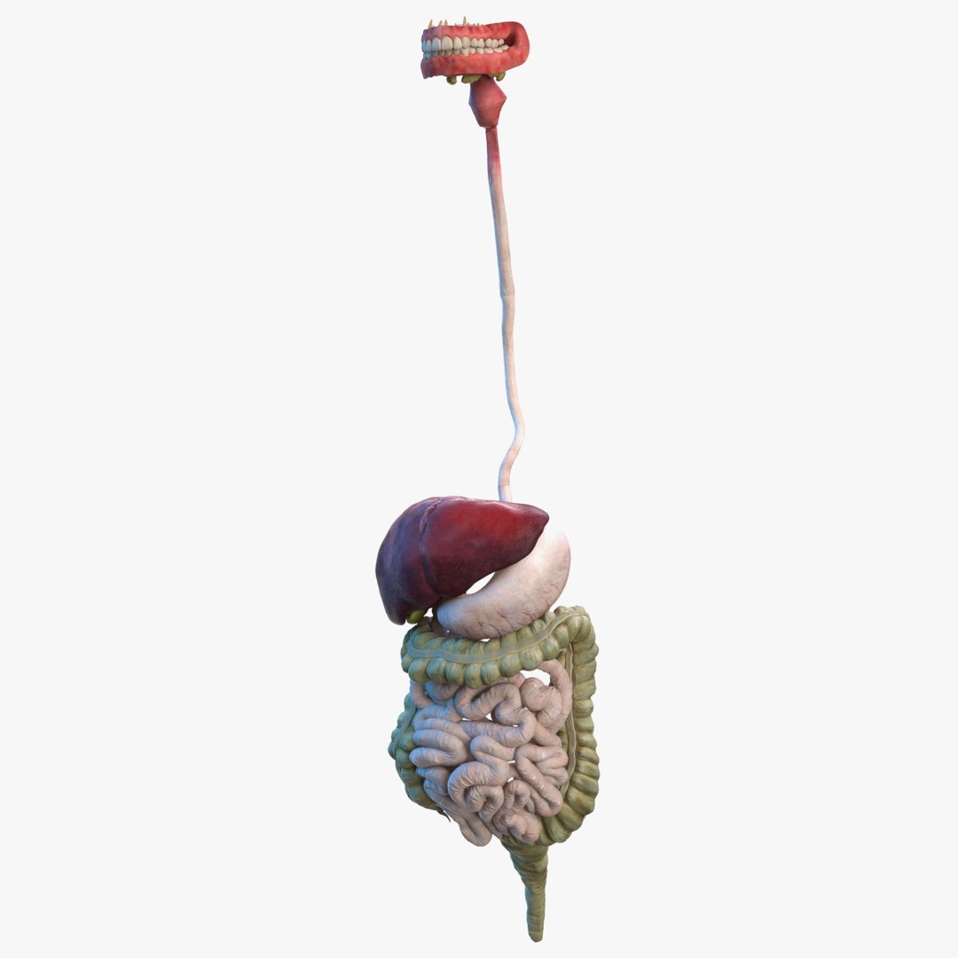 Free female digestive anatomy human 3D model - TurboSquid 1606764