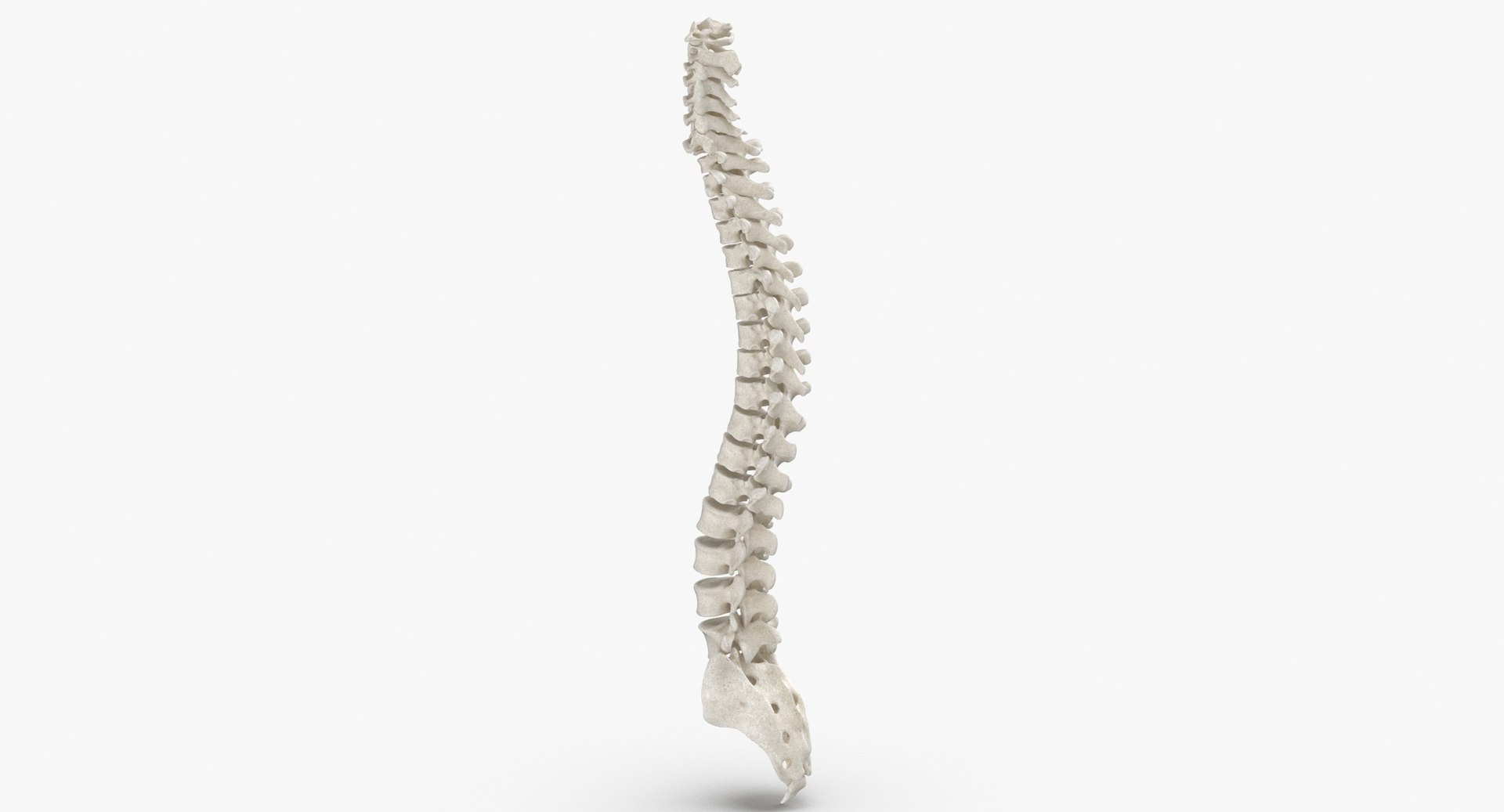 Human spine bones anatomy 3D model - TurboSquid 1607350