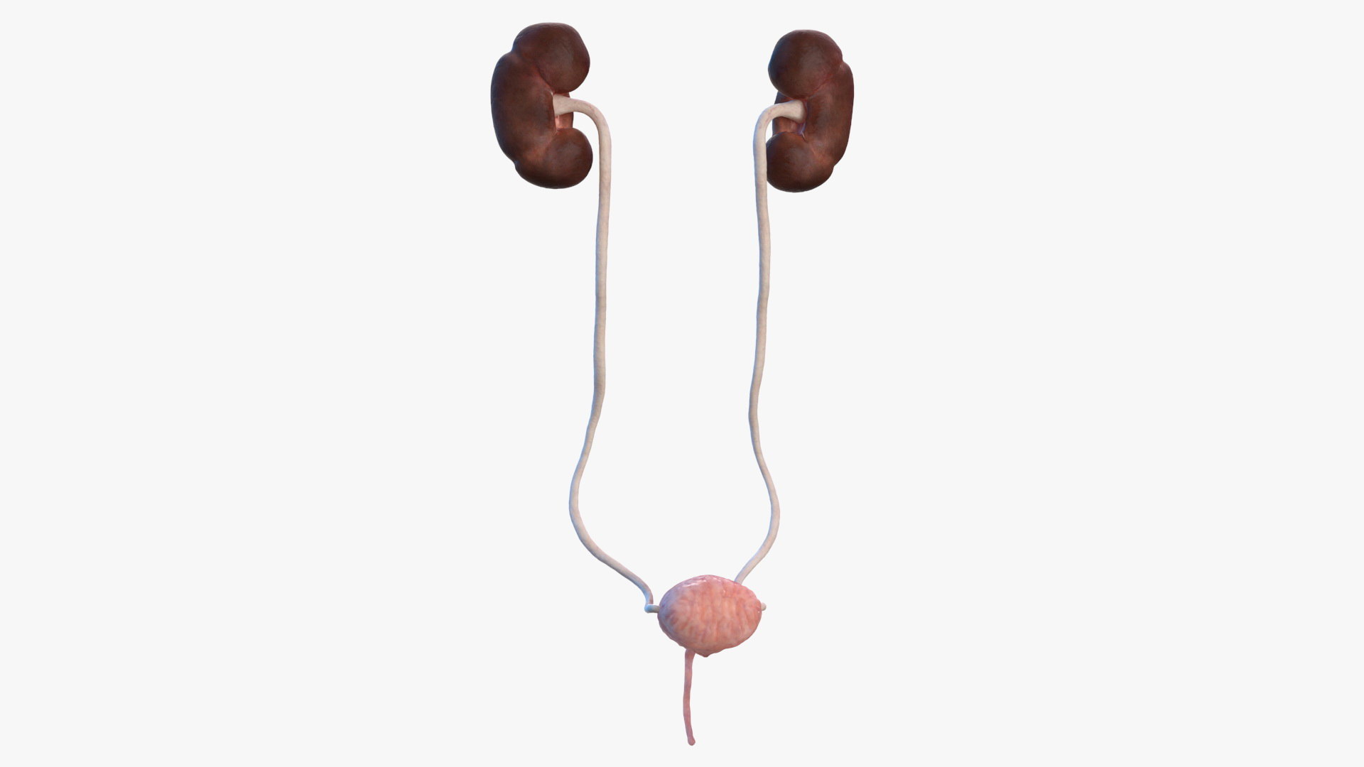 Female urinary anatomy 3D model - TurboSquid 1607512