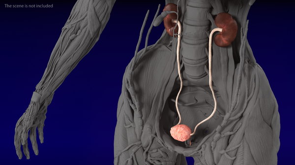 Female urinary anatomy 3D model - TurboSquid 1607512