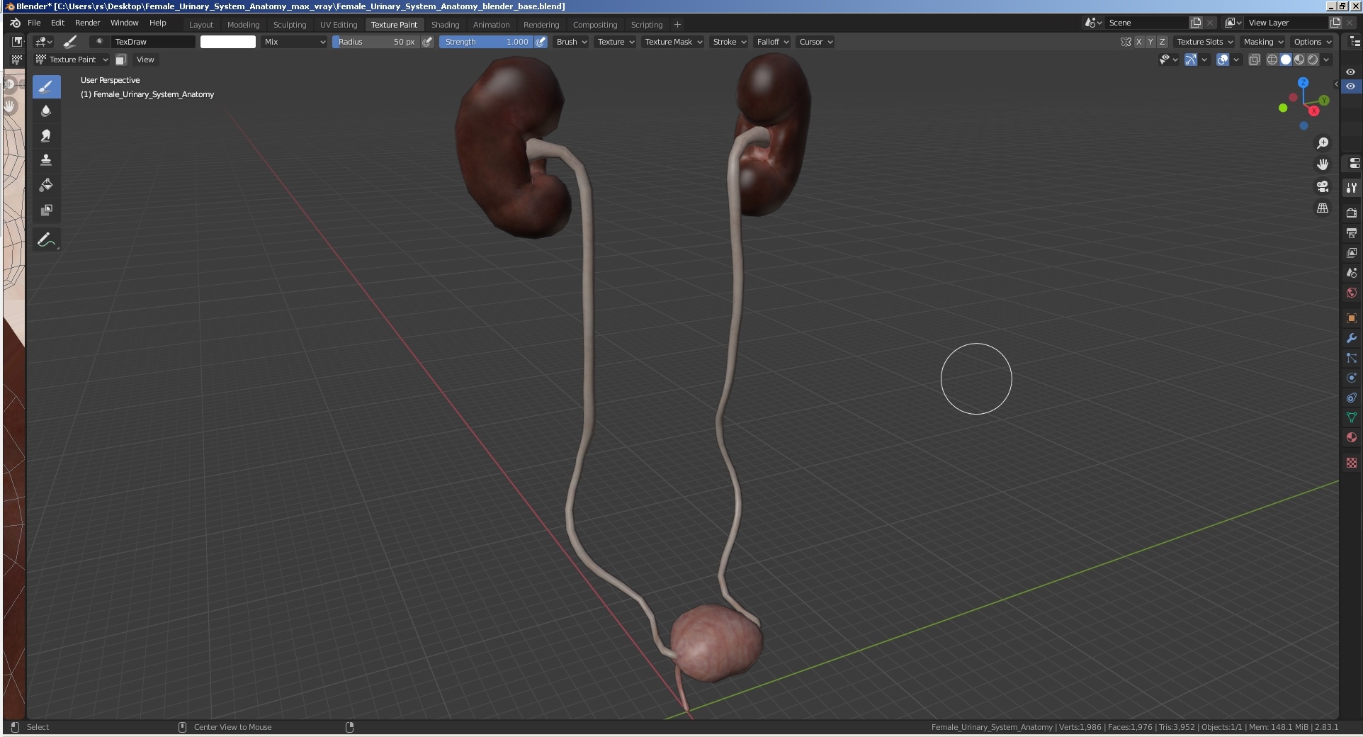 Female urinary anatomy 3D model - TurboSquid 1607512