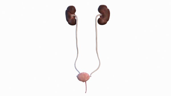 Female urinary anatomy 3D model - TurboSquid 1607512