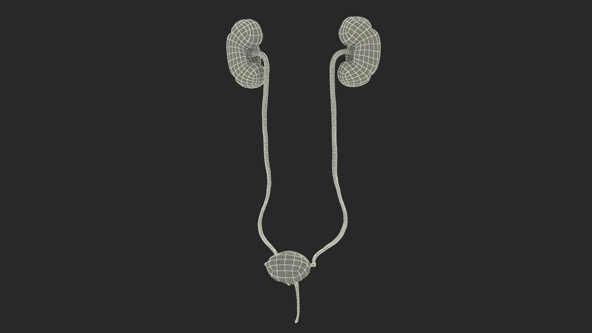 Female urinary anatomy 3D model - TurboSquid 1607512