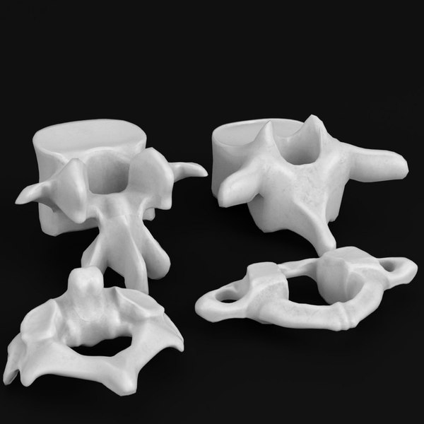 3d model vertebra atlas