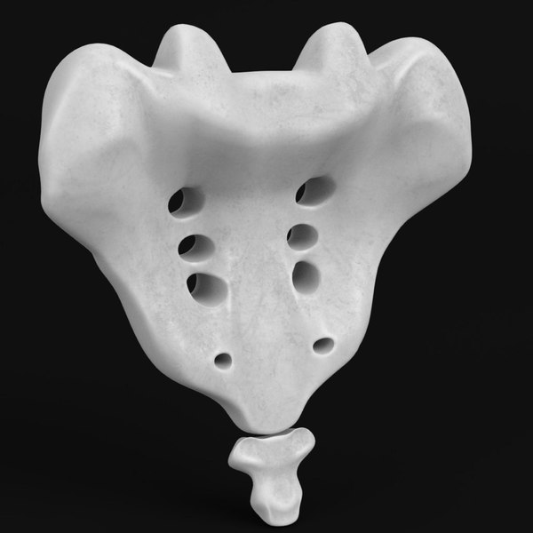 Anatomia - Sacro e Cóccix Modelo 3D - TurboSquid 1170437