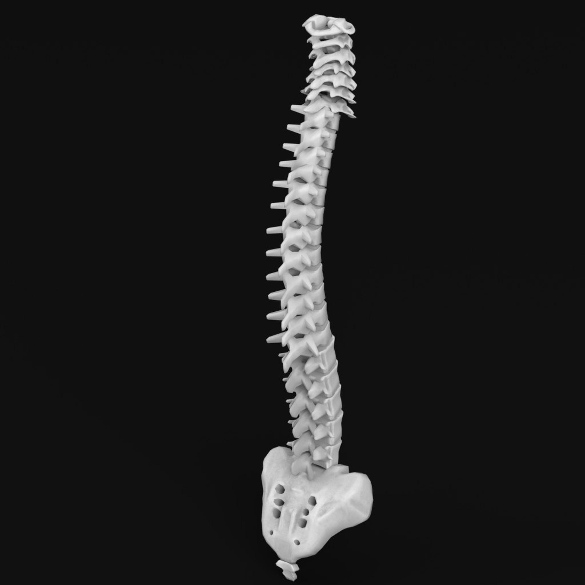 human spine 1 3d model