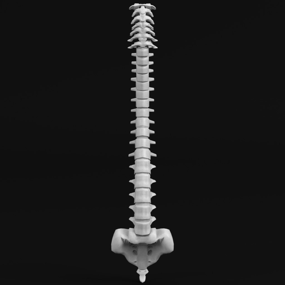 human spine 1 3d model