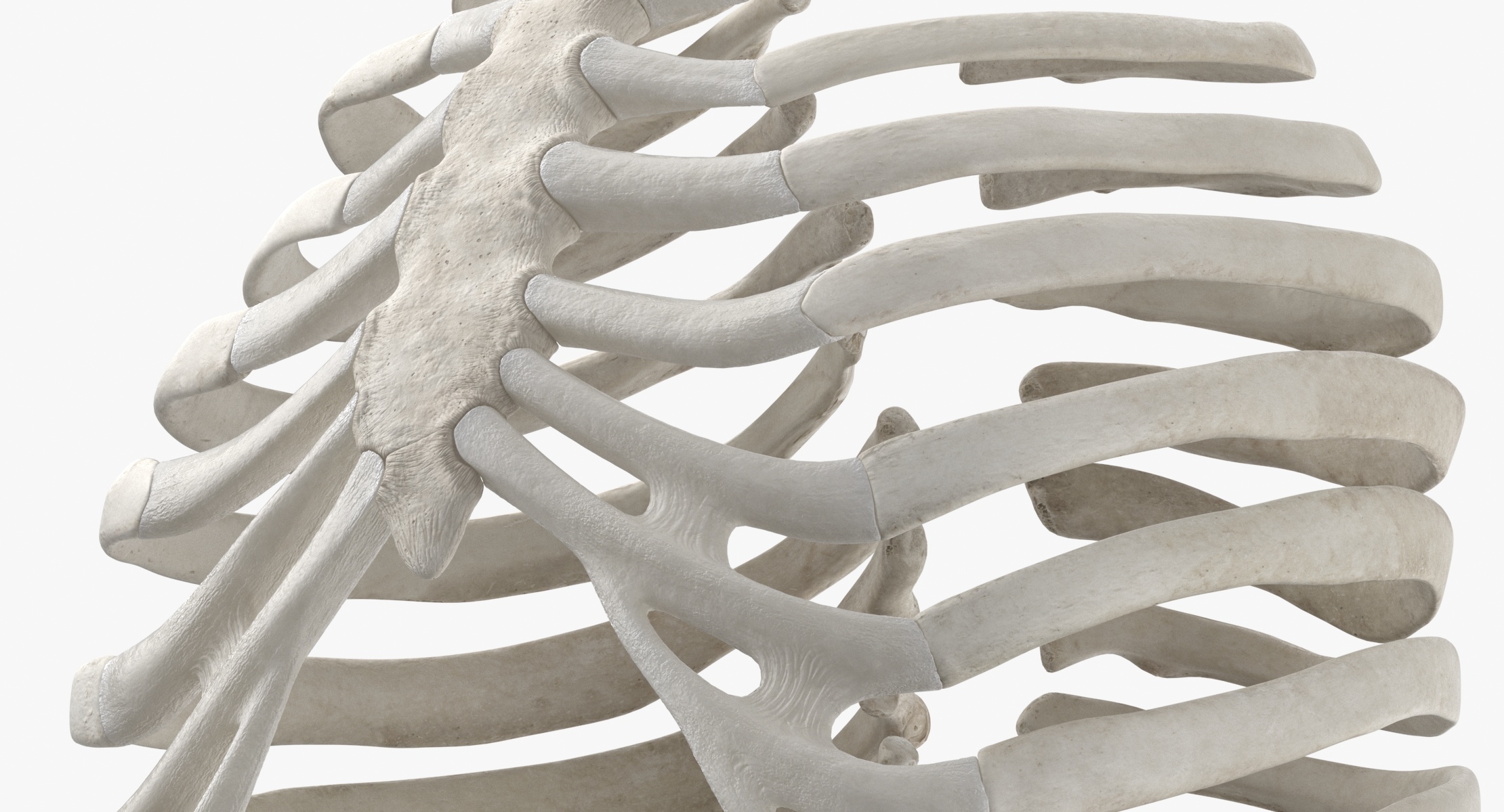 Human rib thoracic cage anatomy 3D model - TurboSquid 1607906