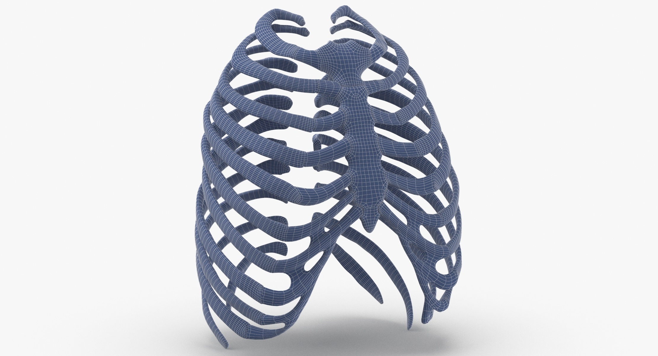 Human rib thoracic cage anatomy 3D model - TurboSquid 1607906