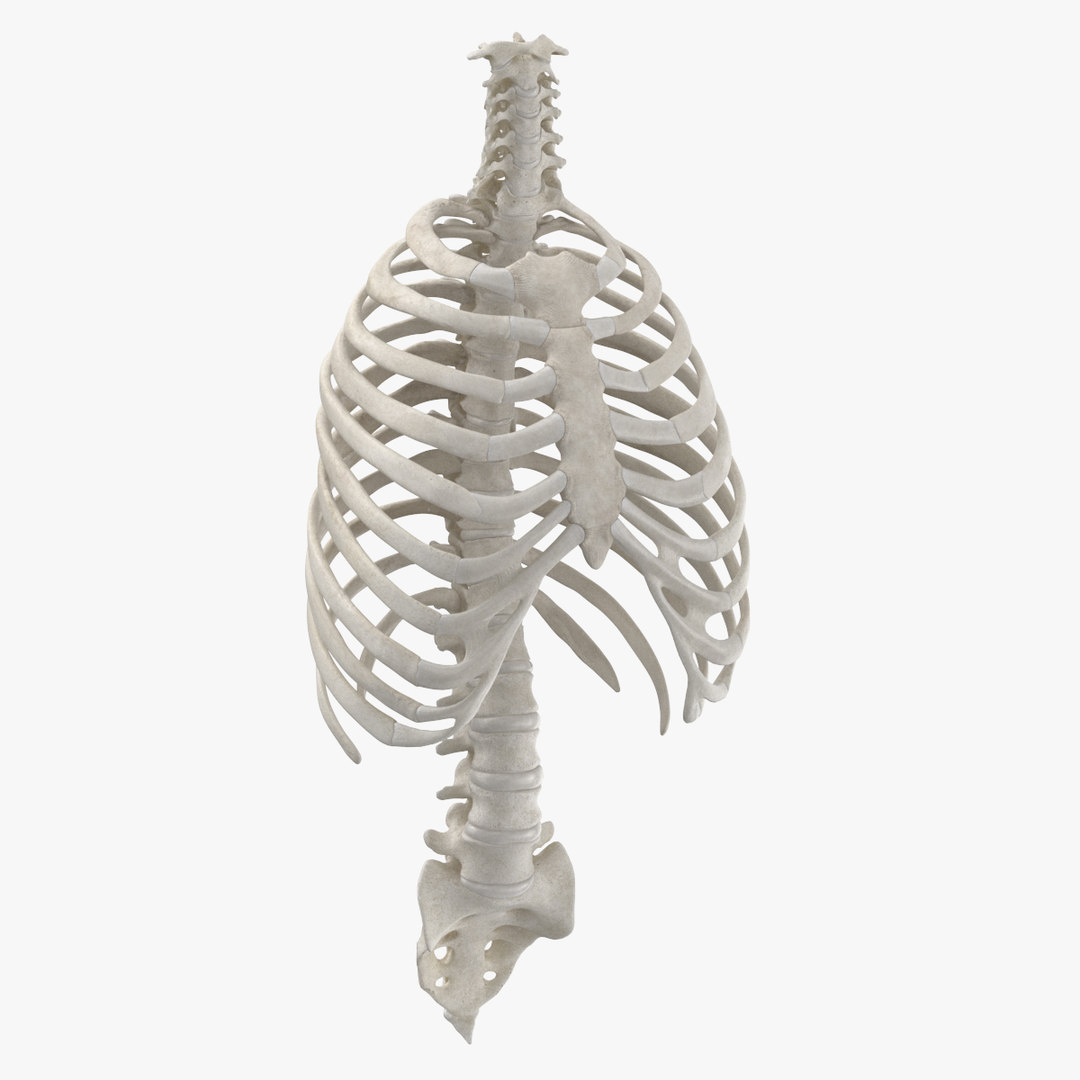 3D human rib thoracic cage - TurboSquid 1607899