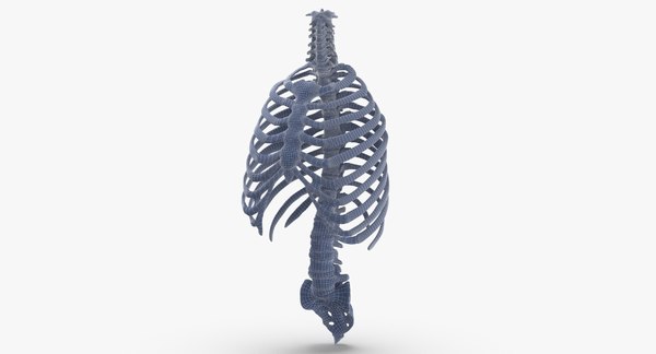 3D human rib thoracic cage - TurboSquid 1607899