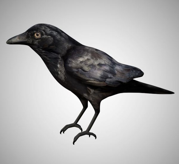 Crow 3D Models for Download | TurboSquid