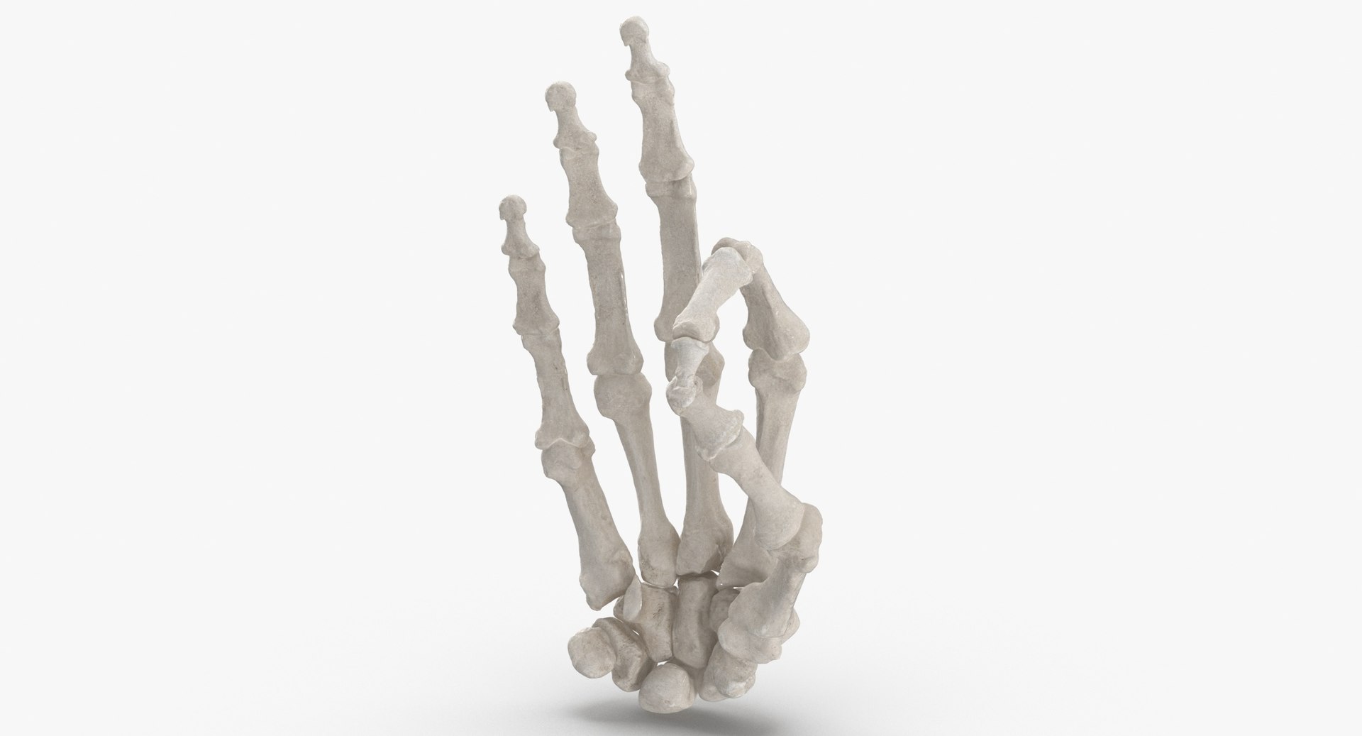 Human hand bones white 3D model - TurboSquid 1608391