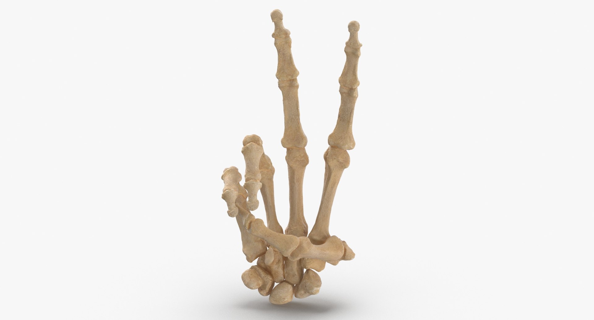 3D model human hand bones peace sign - TurboSquid 1608384