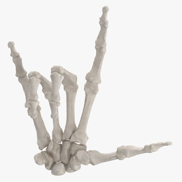 Skeletal Hand 3D Models for Download | TurboSquid
